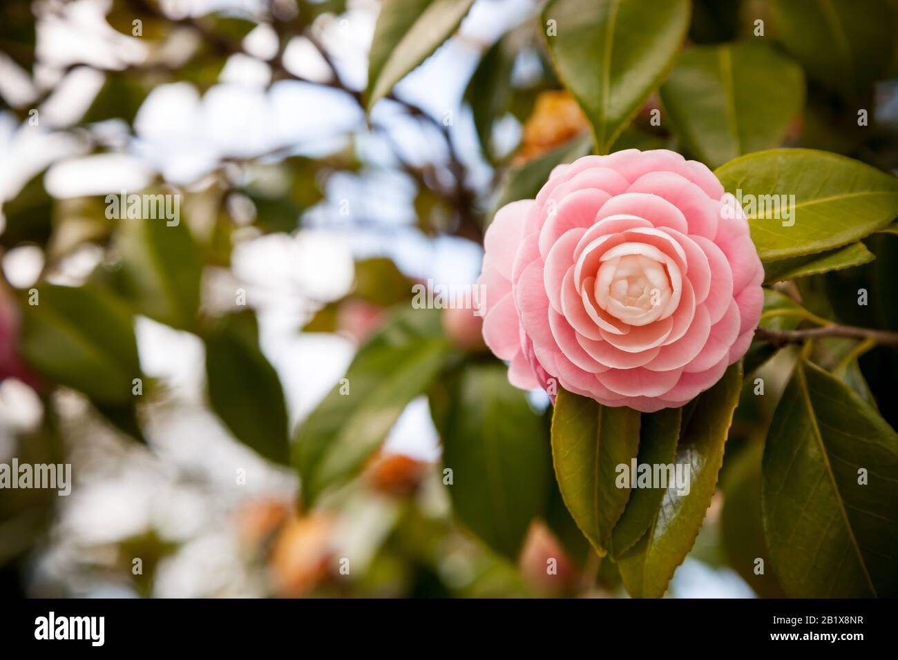 Bright pink Japanese camellia flower in bloom Stock Photo - Alamy