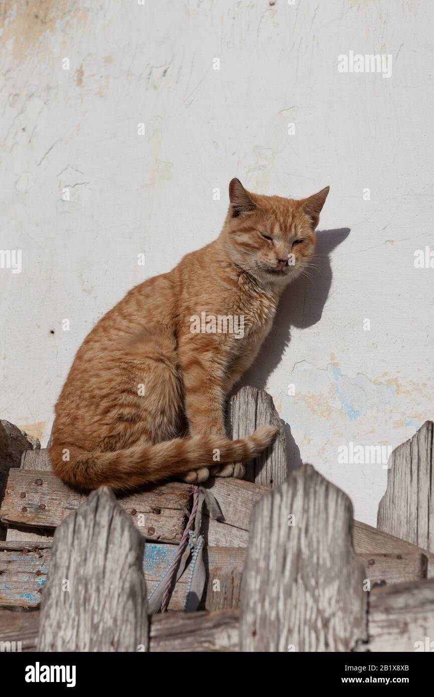 Ginger car hi-res stock photography and images - Alamy