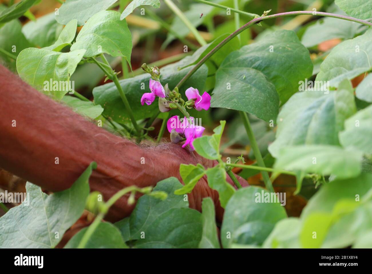 Natural beauty of a fresh beans plant flower. Green color background ...