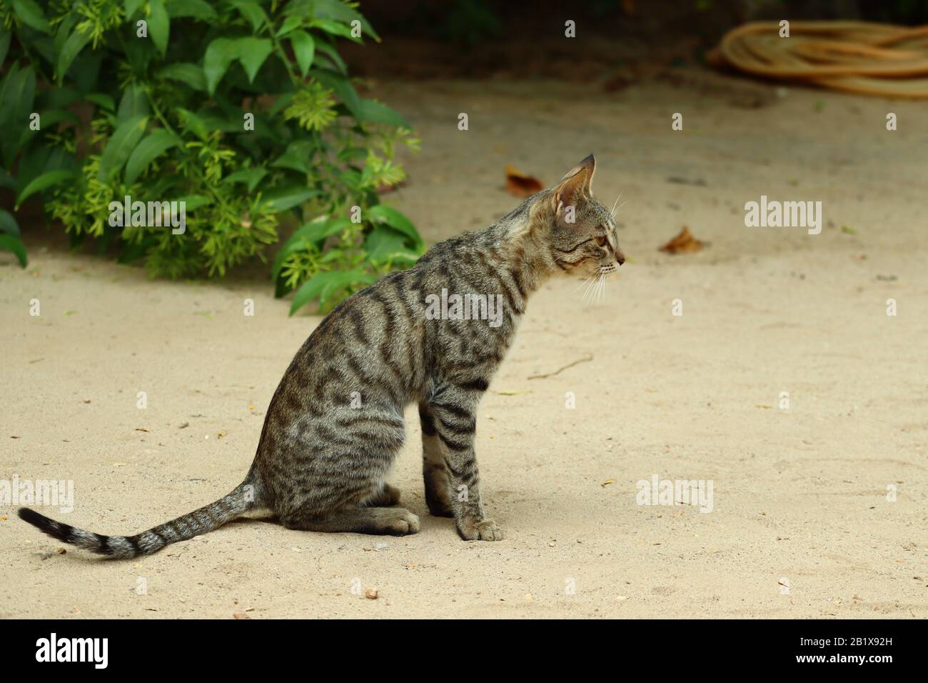 full body and side shot of A female cat resting on sandy ground with ...