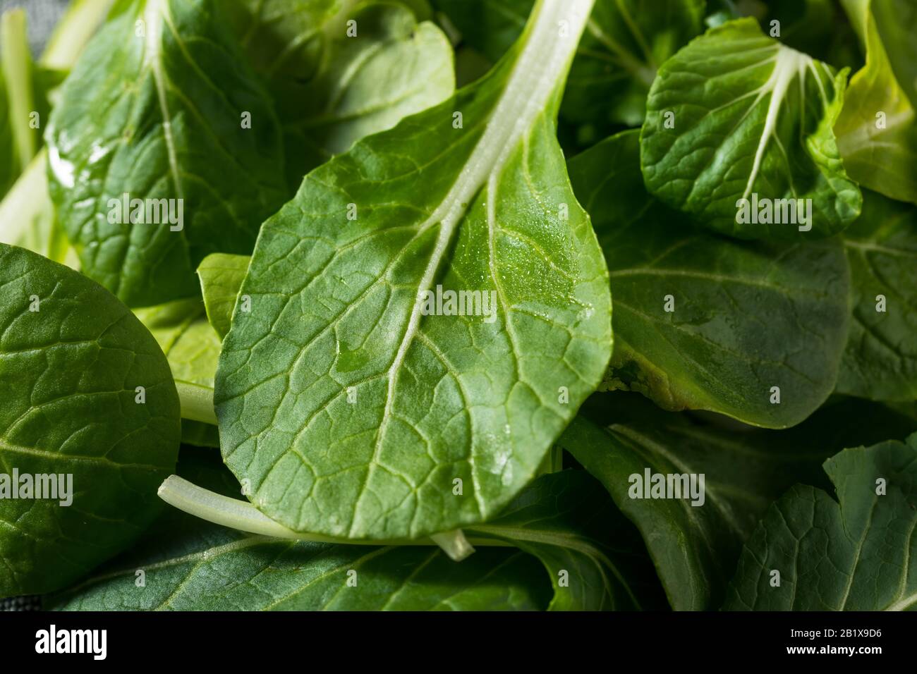Bok choy leaf hi-res stock photography and images - Alamy