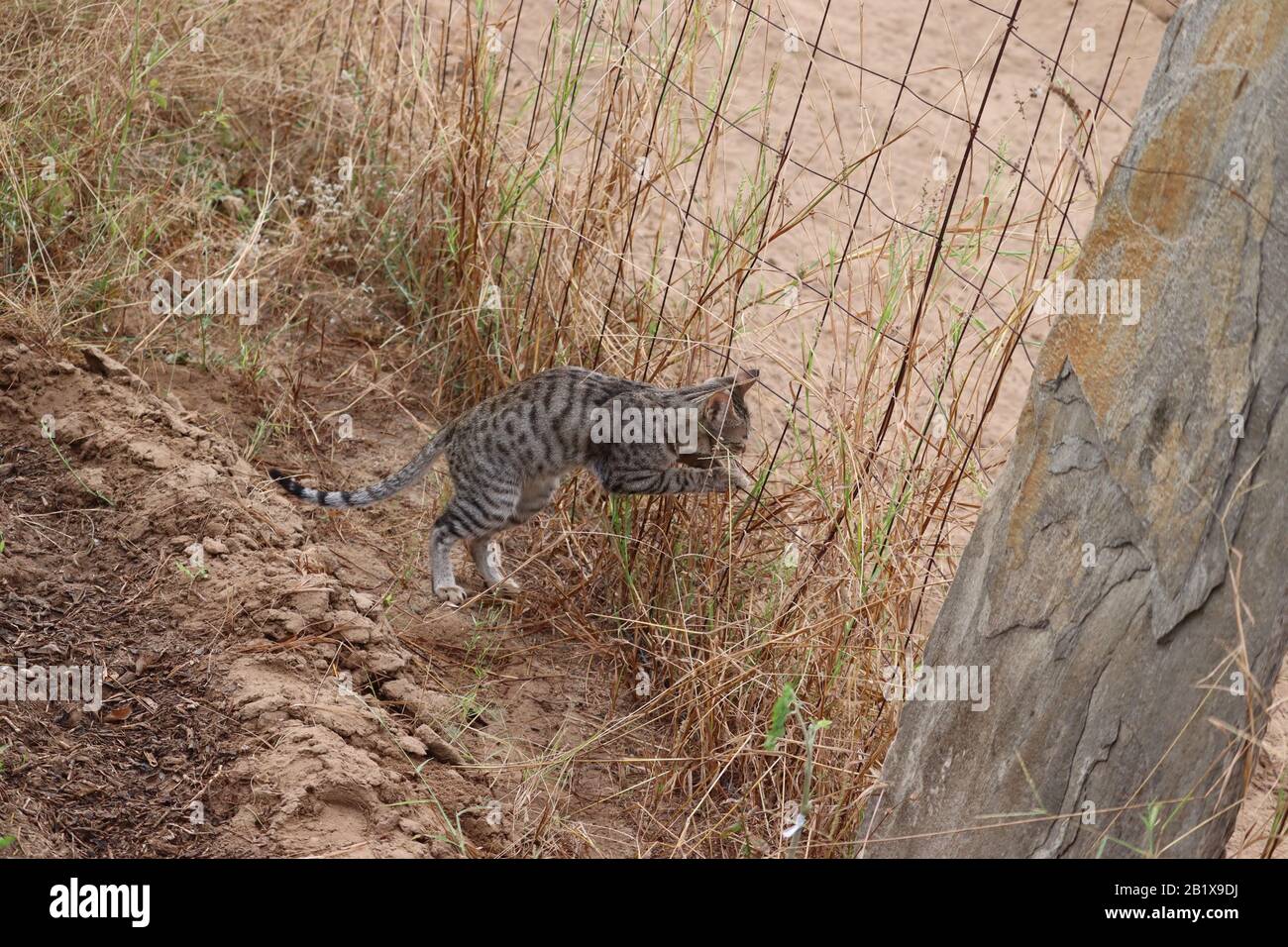 A cat ,A cat try go to out into iron net on agriculture farm, close up ...