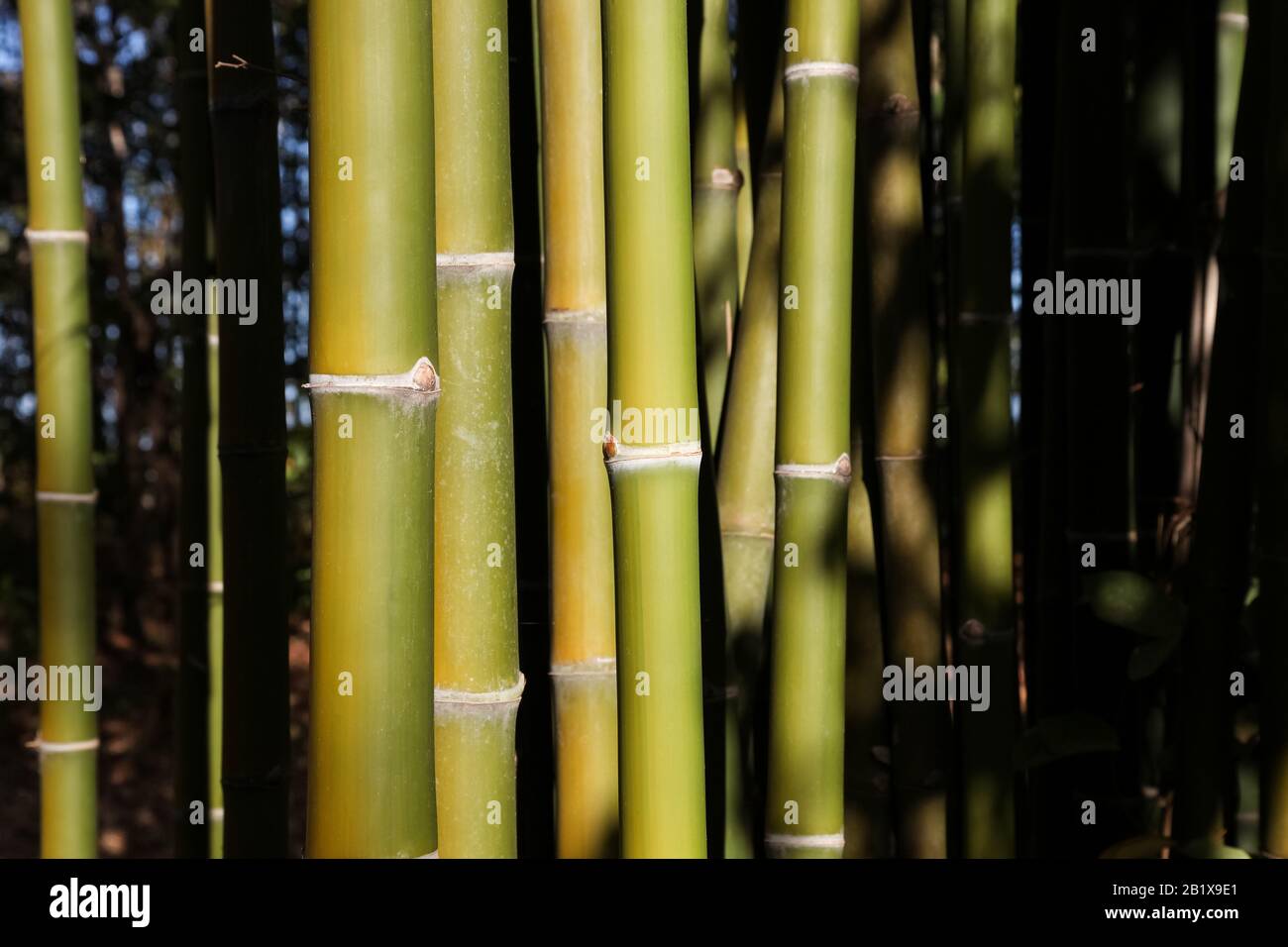 Green bamboo tree in a garden., Green bamboo background Stock Photo - Alamy
