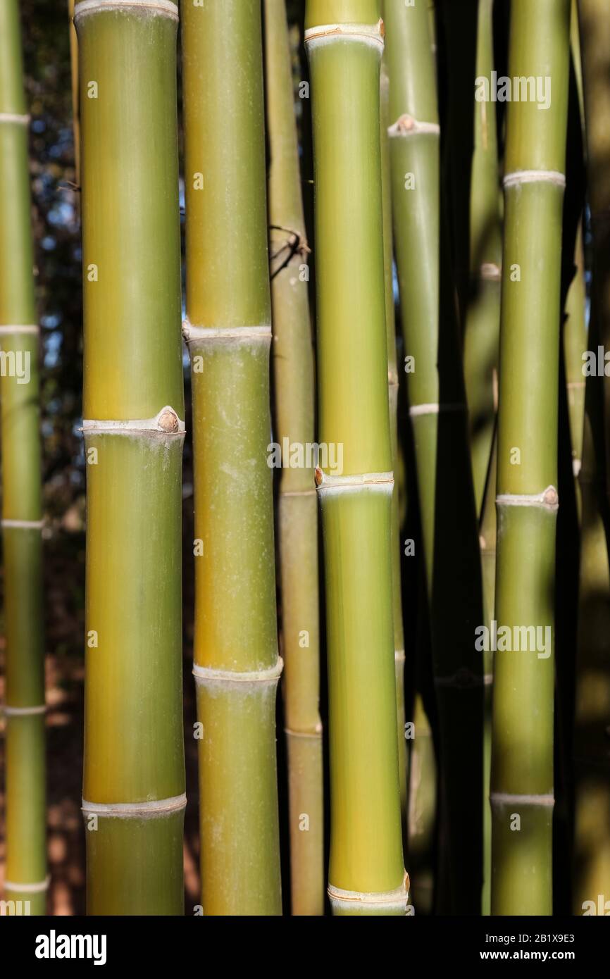 Green bamboo tree in a garden., Green bamboo background Stock Photo - Alamy