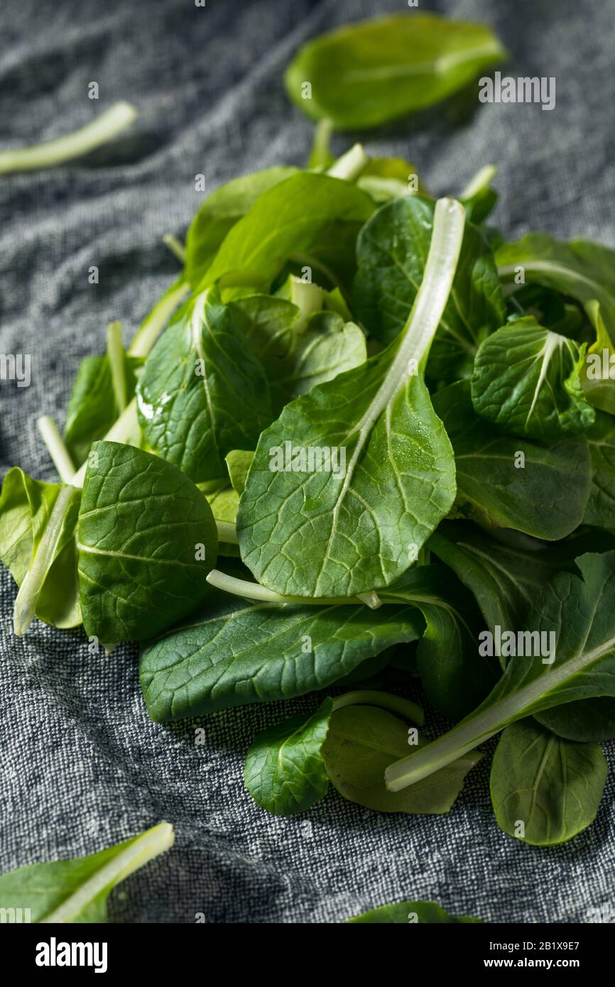 Bok choy plant hi-res stock photography and images - Alamy