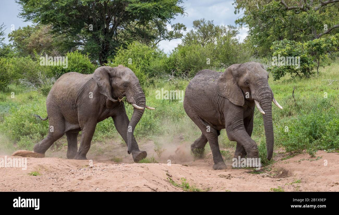 Two African elephants play catch running in a dry river bed image in ...