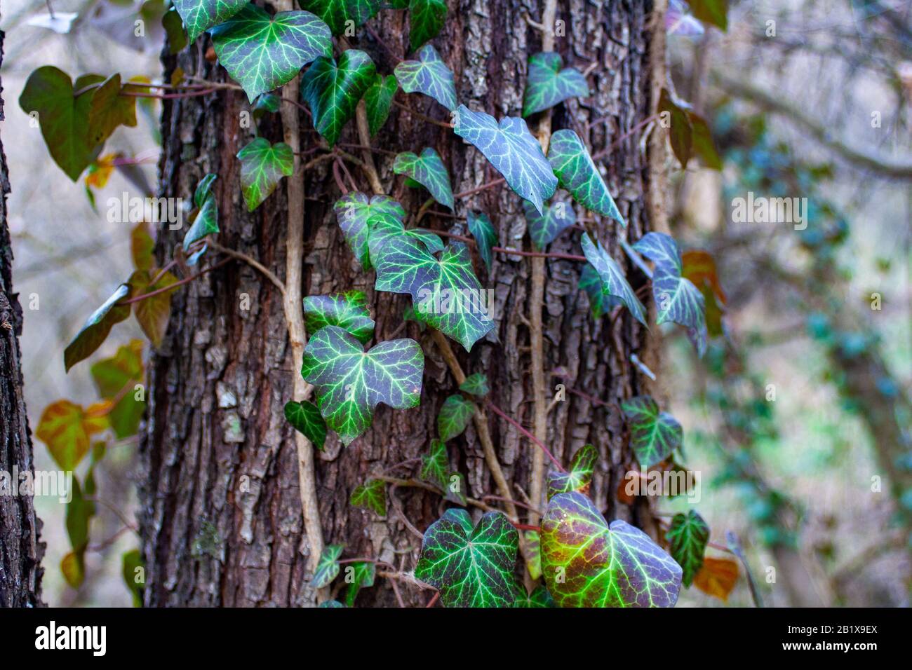 Structure of ivy hi-res stock photography and images - Alamy