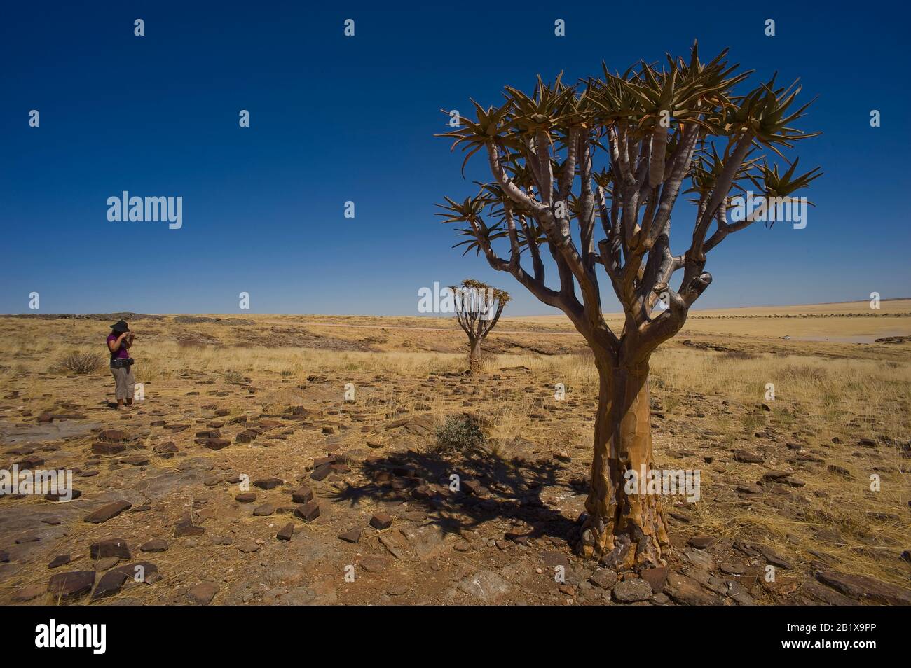 Aloe aljava hi-res stock photography and images - Alamy