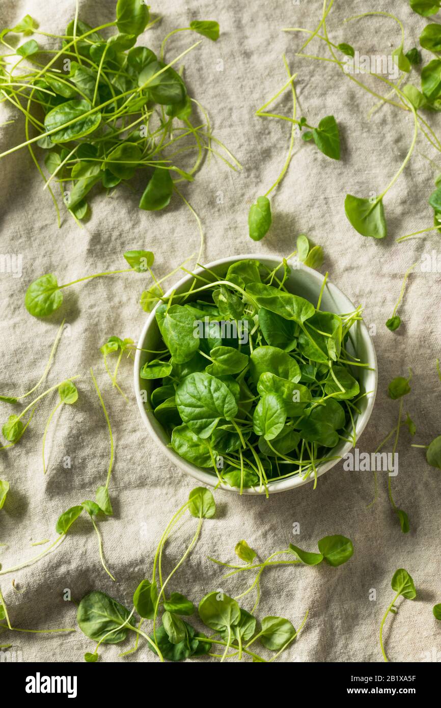 Edible watercress hi-res stock photography and images - Alamy