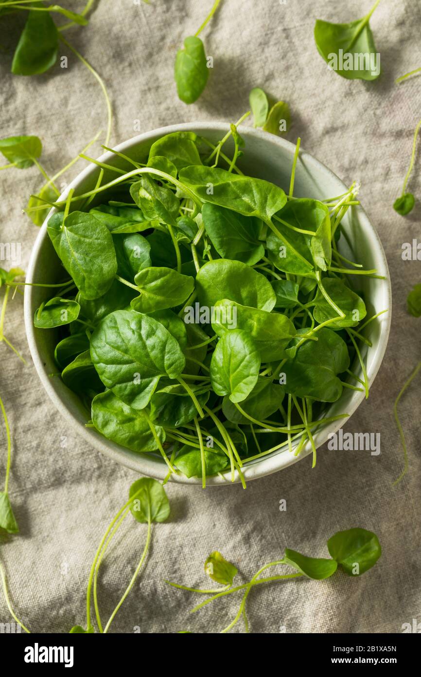 Raw Green Organic Watercress in a Bowl Stock Photo - Alamy