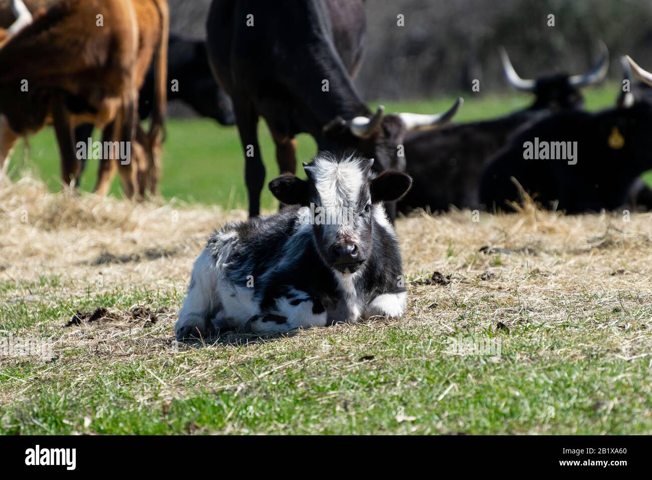 A cute, black and white calf with adorable, fuzzy hair and tiny ...