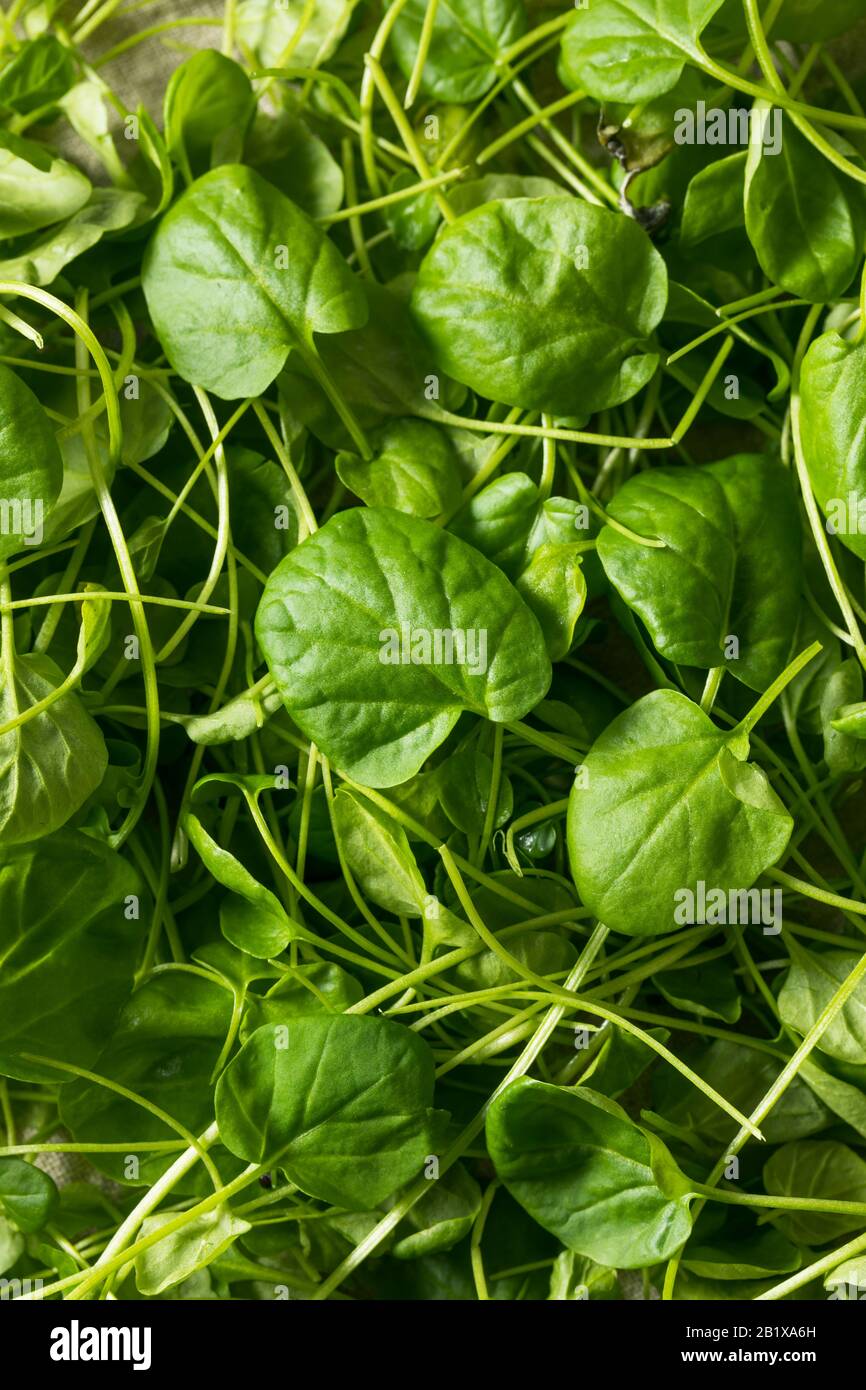 Watercress water cress bunch hi-res stock photography and images - Alamy