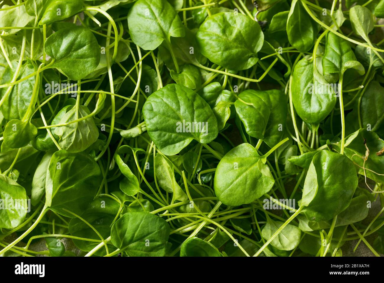 Watercress water cress bunch hi-res stock photography and images - Alamy