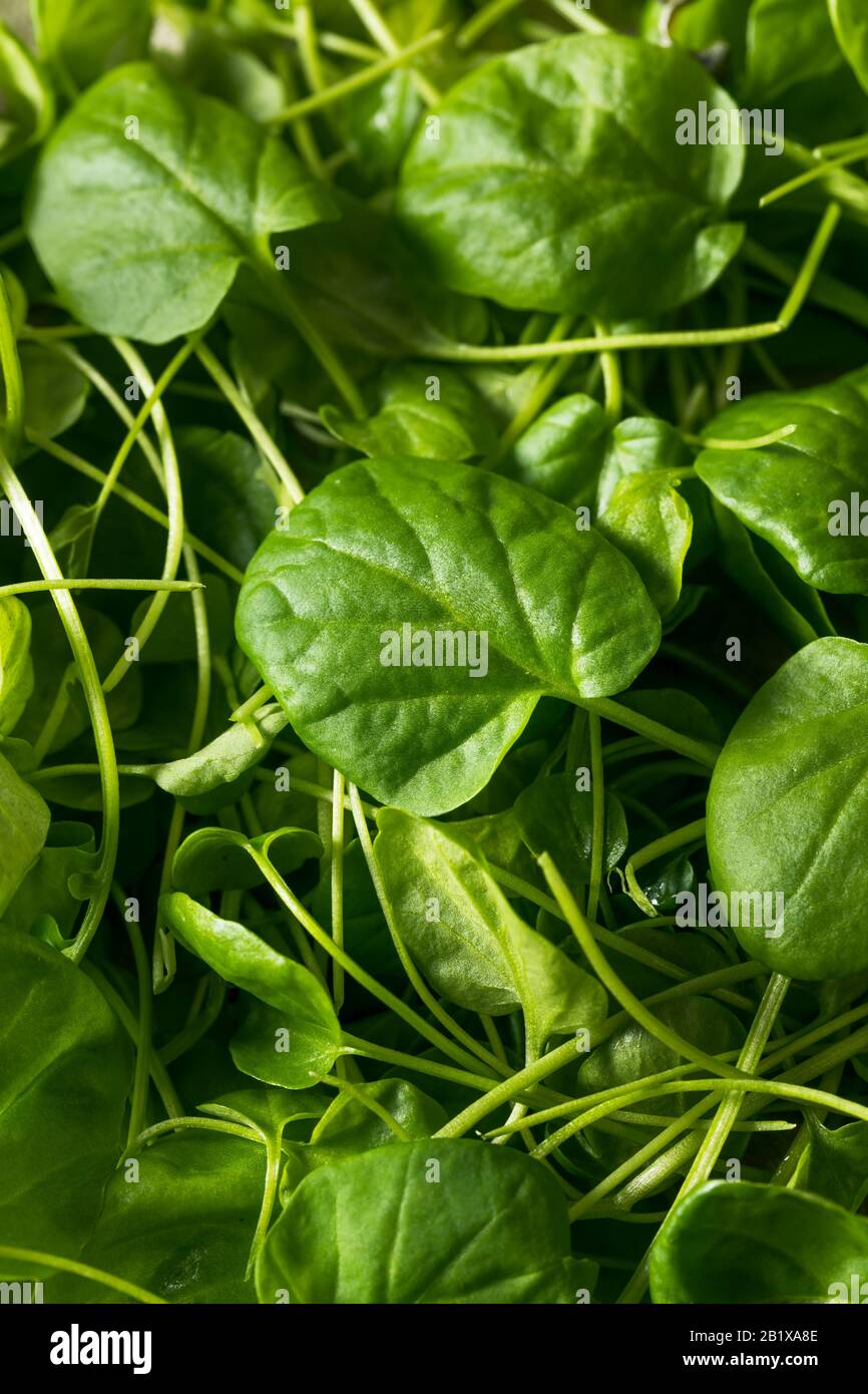 Watercress water cress bunch hi-res stock photography and images - Alamy