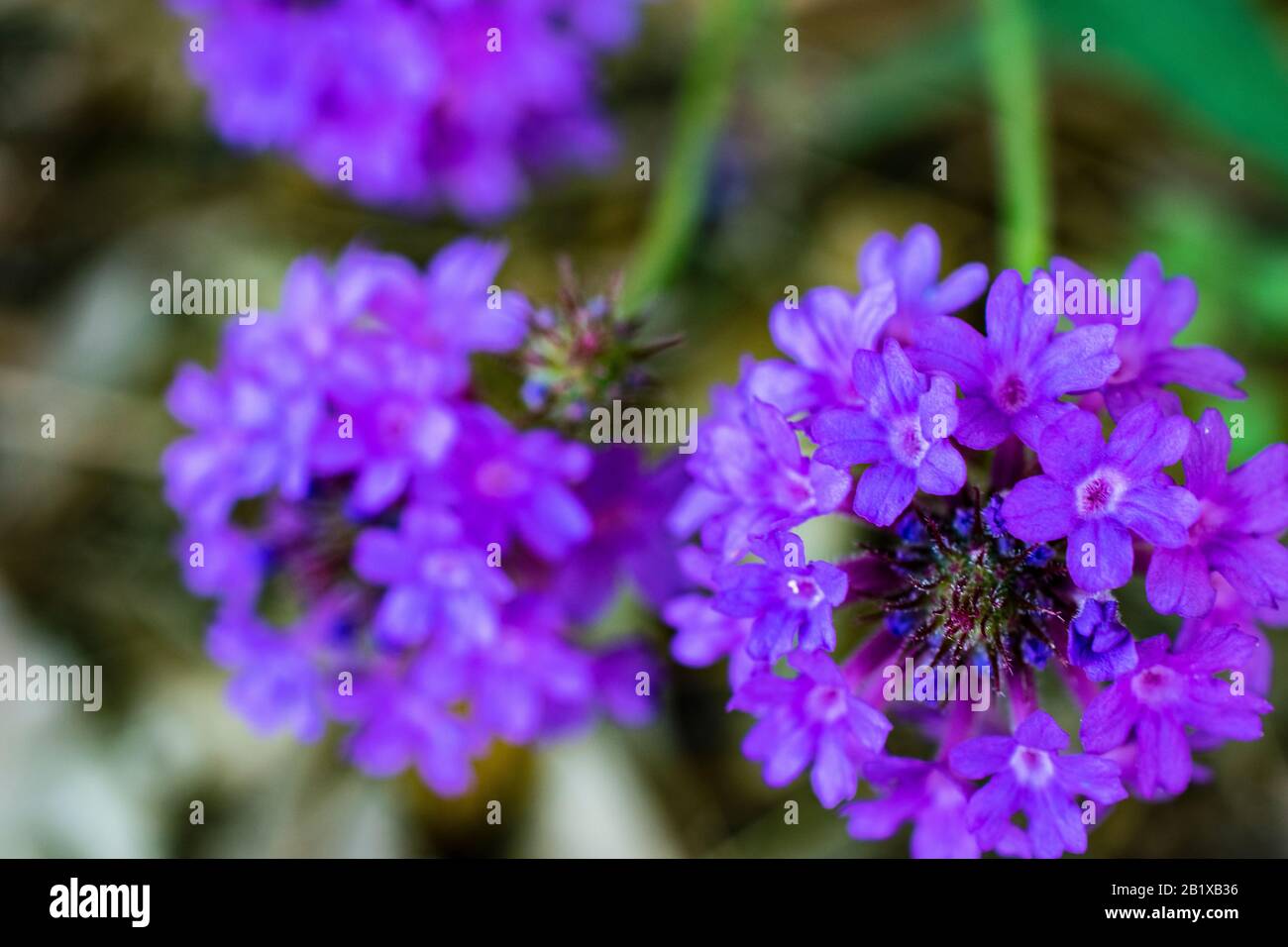 Verbina hi-res stock photography and images - Alamy