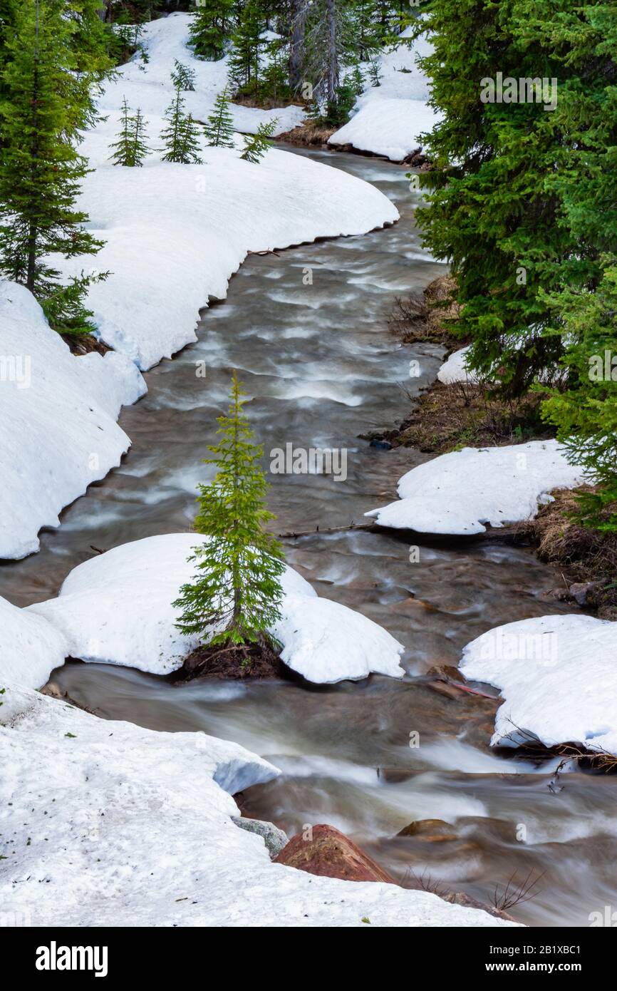 Montana mountain stream with isolated pine tree and snowy river banks ...