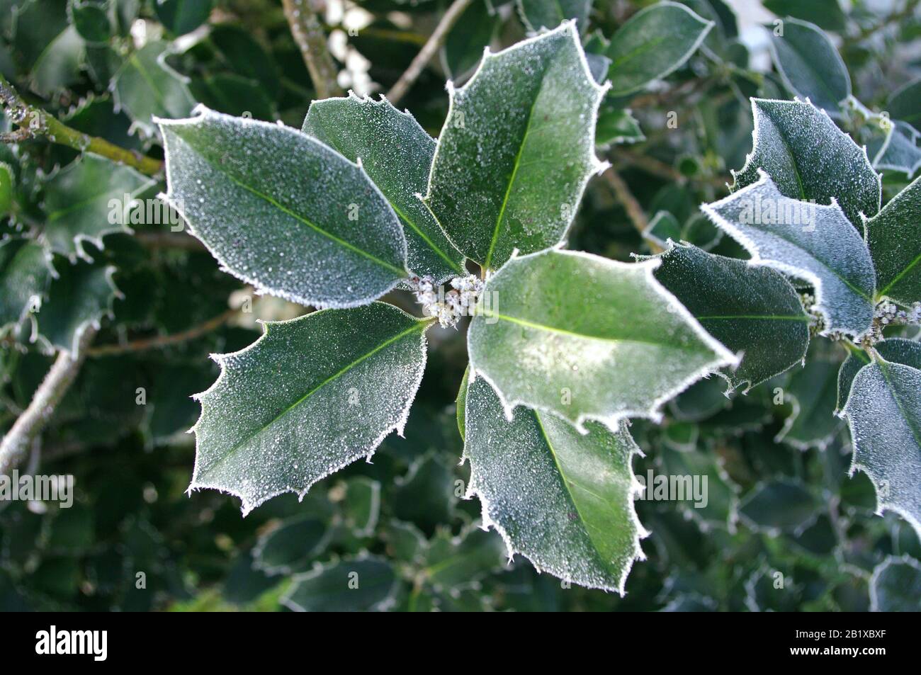 Frosted holly hi-res stock photography and images - Alamy