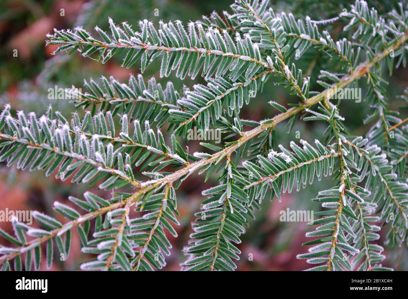 Frozen needles hi-res stock photography and images - Alamy