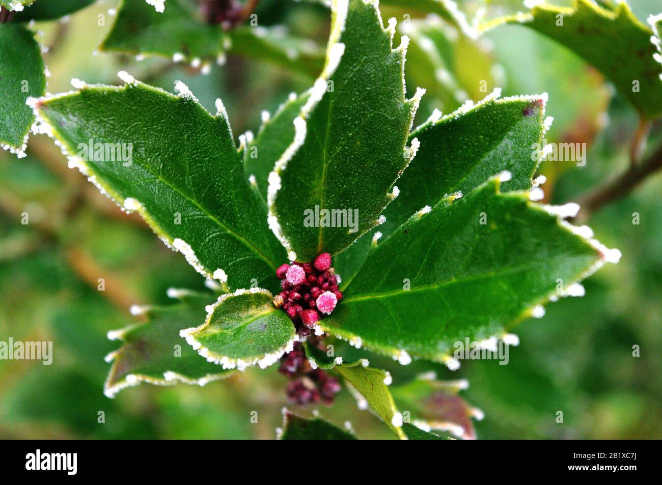 Frozen Holly Tree High Resolution Stock Photography and Images - Alamy
