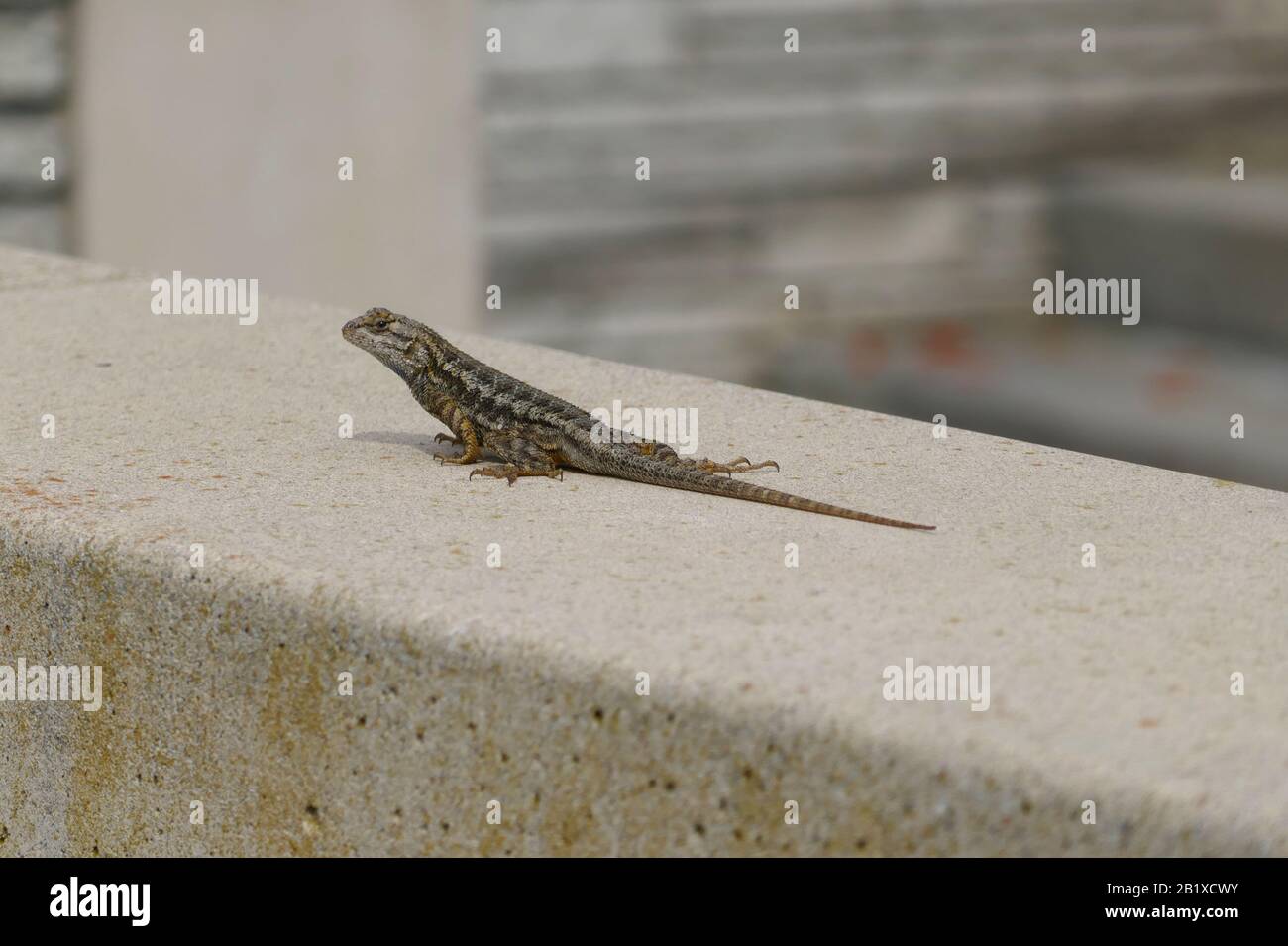 Los Angeles, California, USA 27th February 2020 A general view of ...