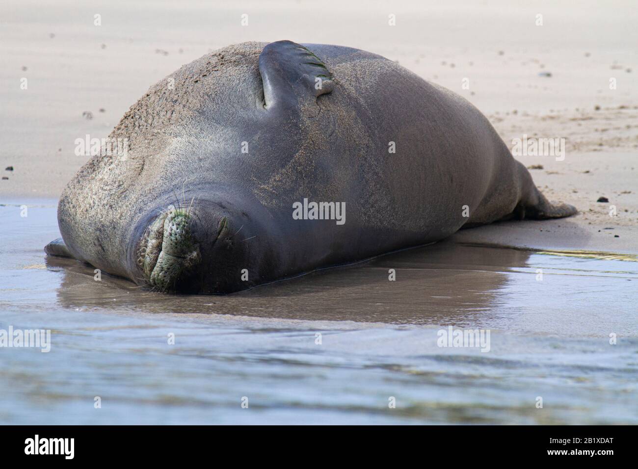 Hawaiian Monk Seal Stock Photo - Alamy