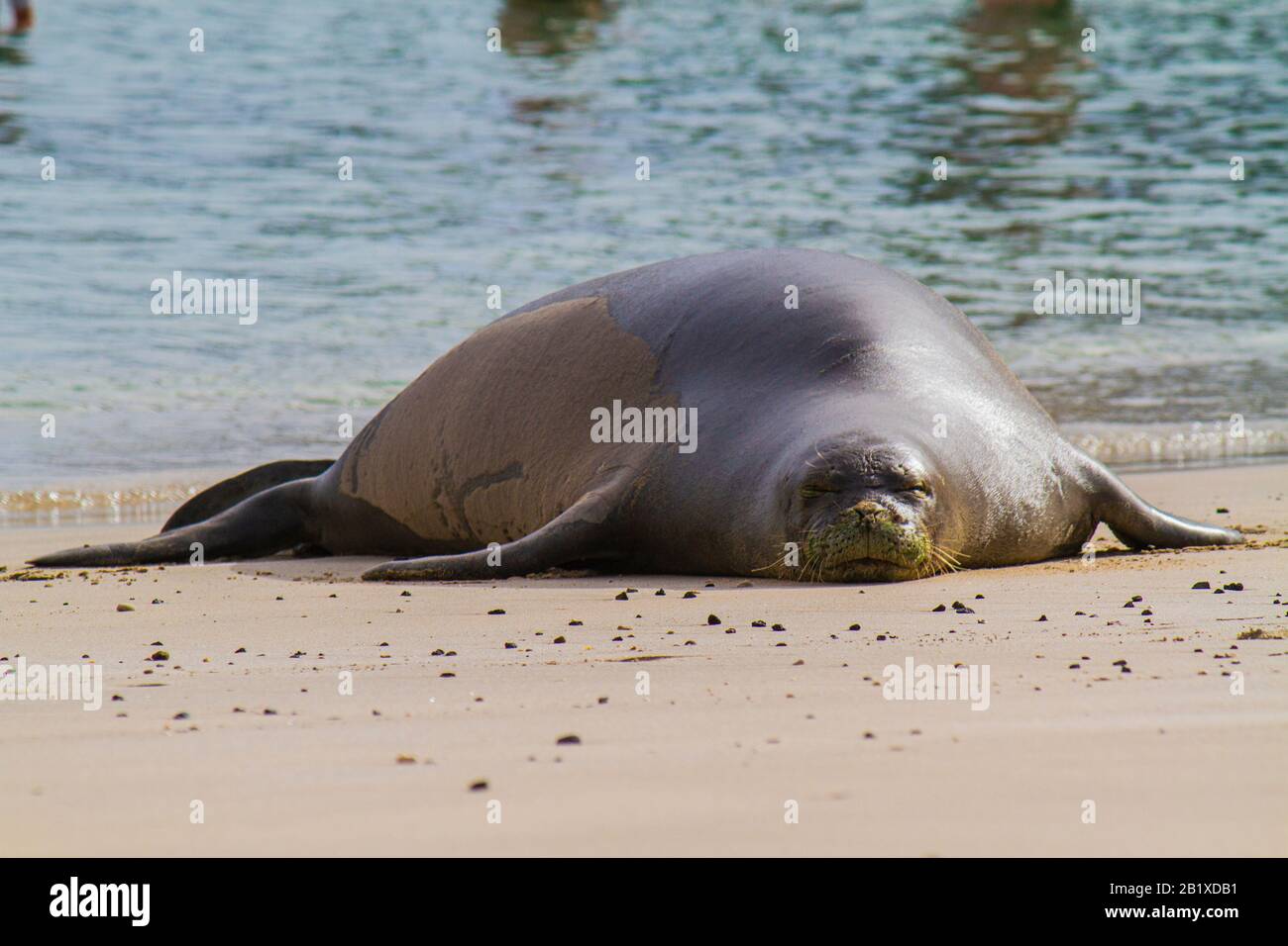 Hawaiian Monk Seal Stock Photo - Alamy