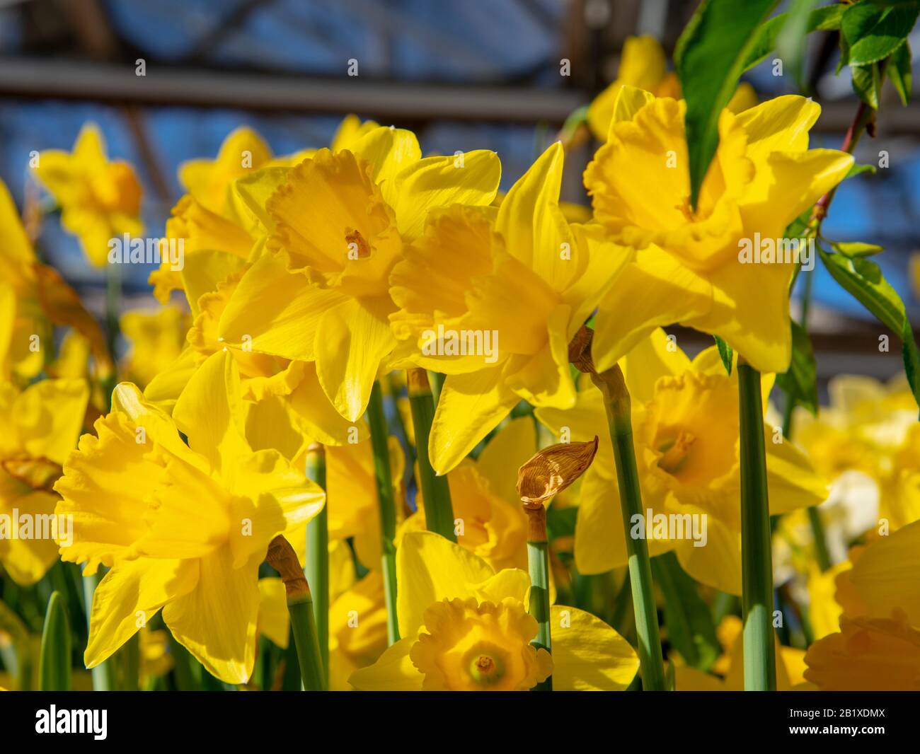 Bright yellow daffodils. Floral background.Symbol of spring Stock Photo ...