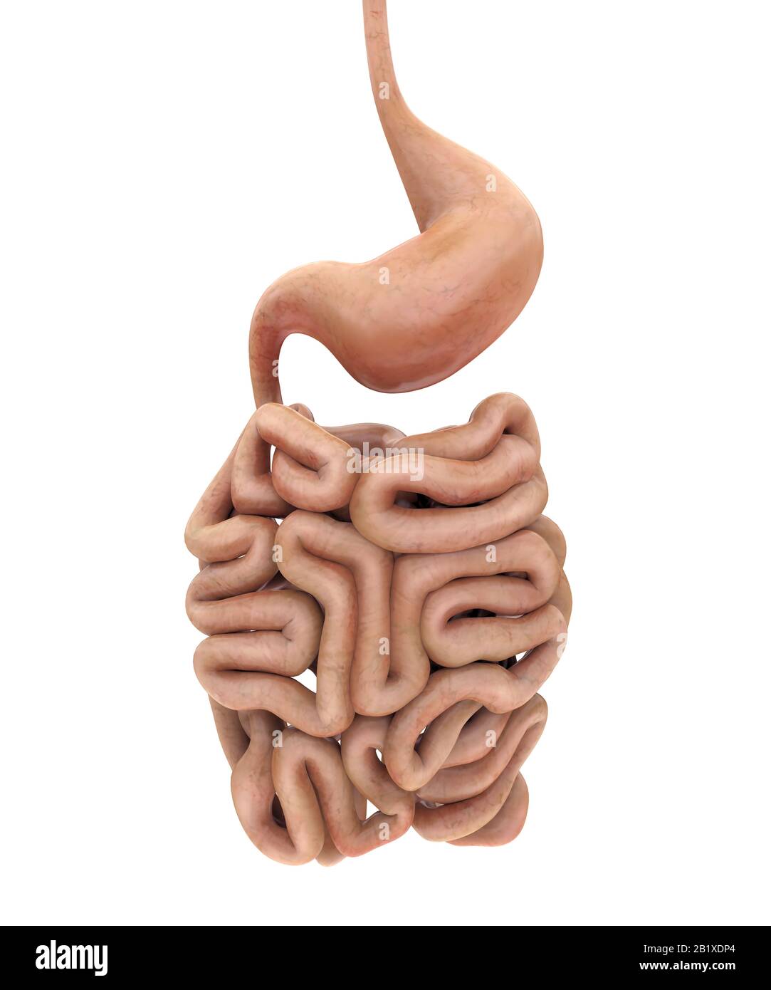Human digestive system hi-res stock photography and images - Alamy