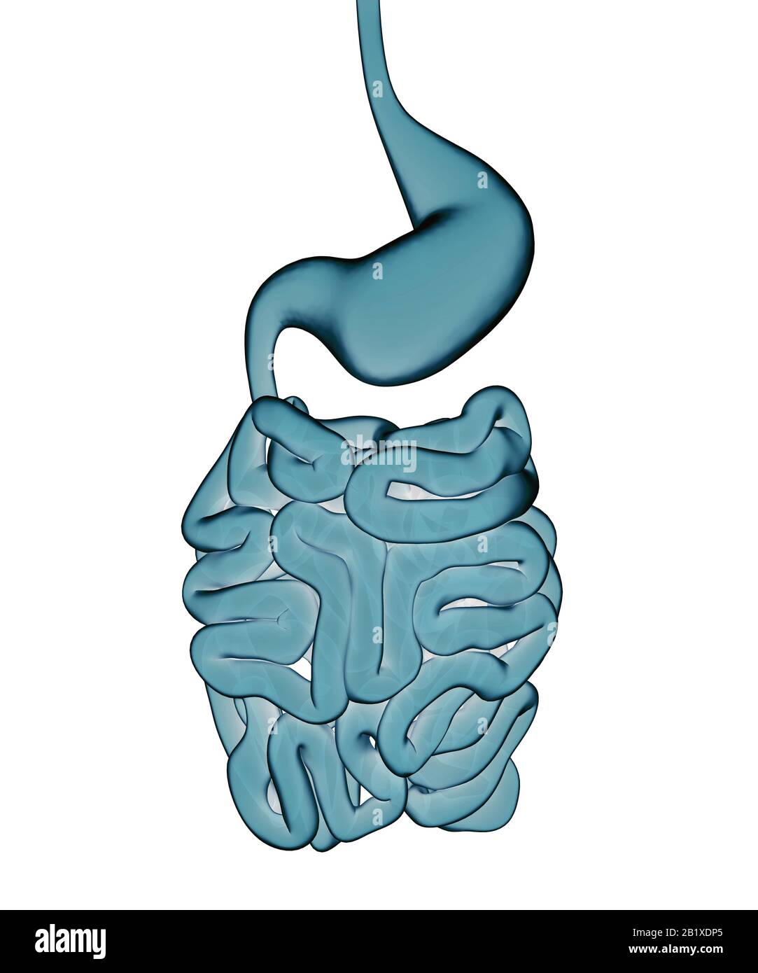 Human digestive system hi-res stock photography and images - Alamy