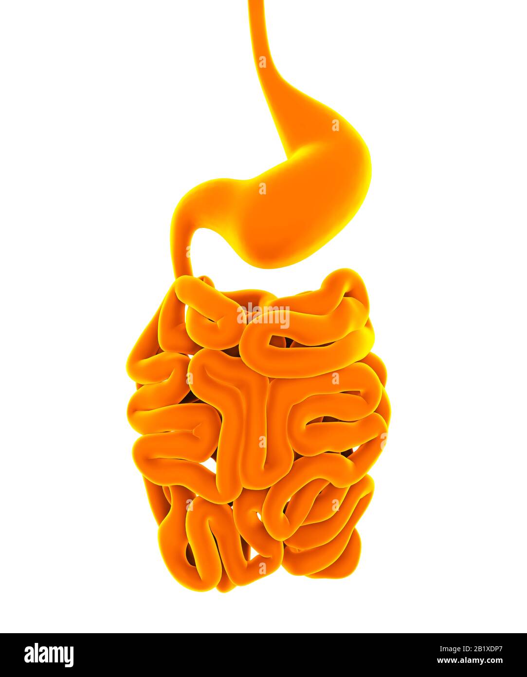 Human Digestive System Illustration Stock Photo - Alamy
