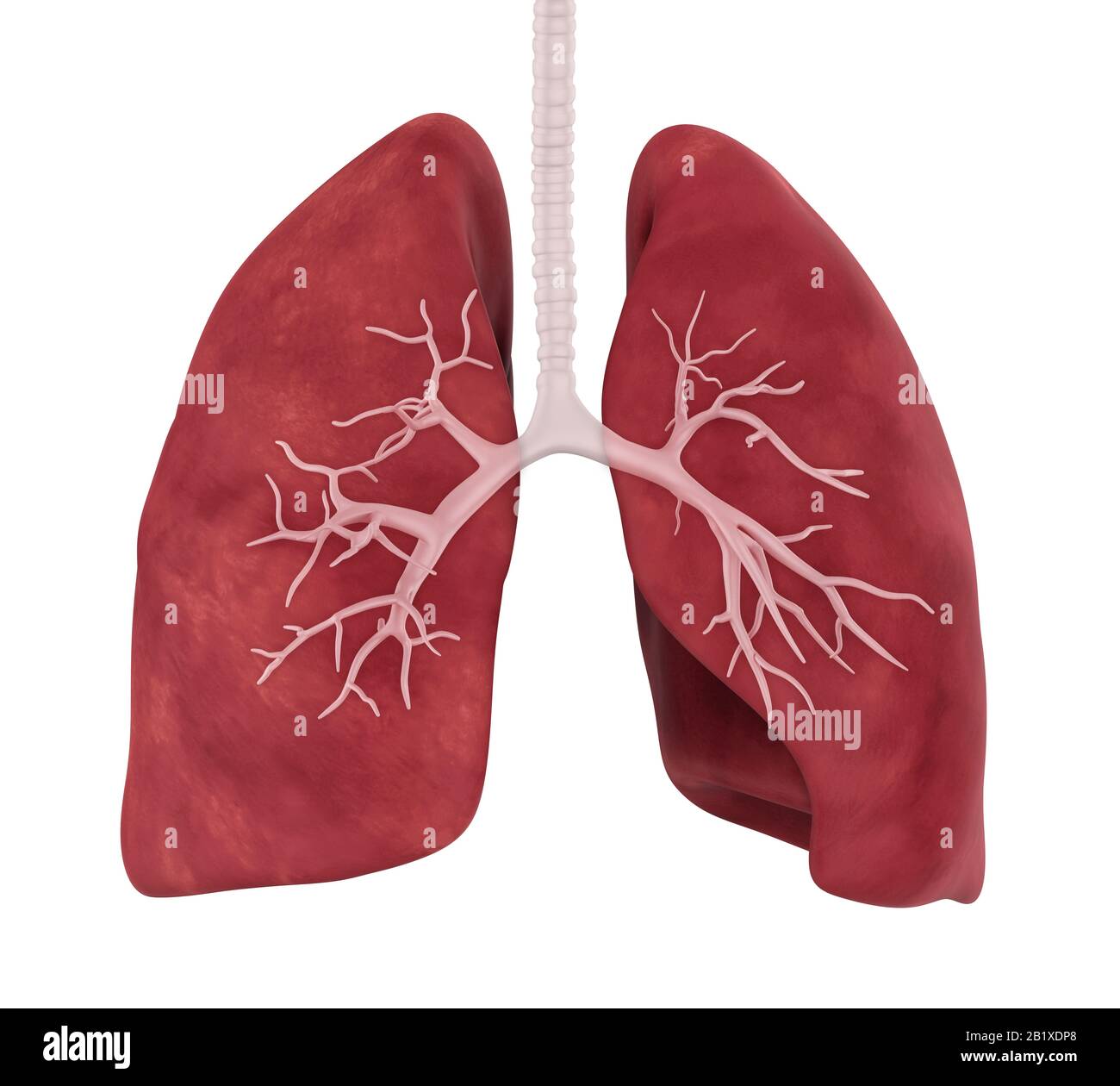 Human Lung Anatomy Illustration Stock Photo - Alamy