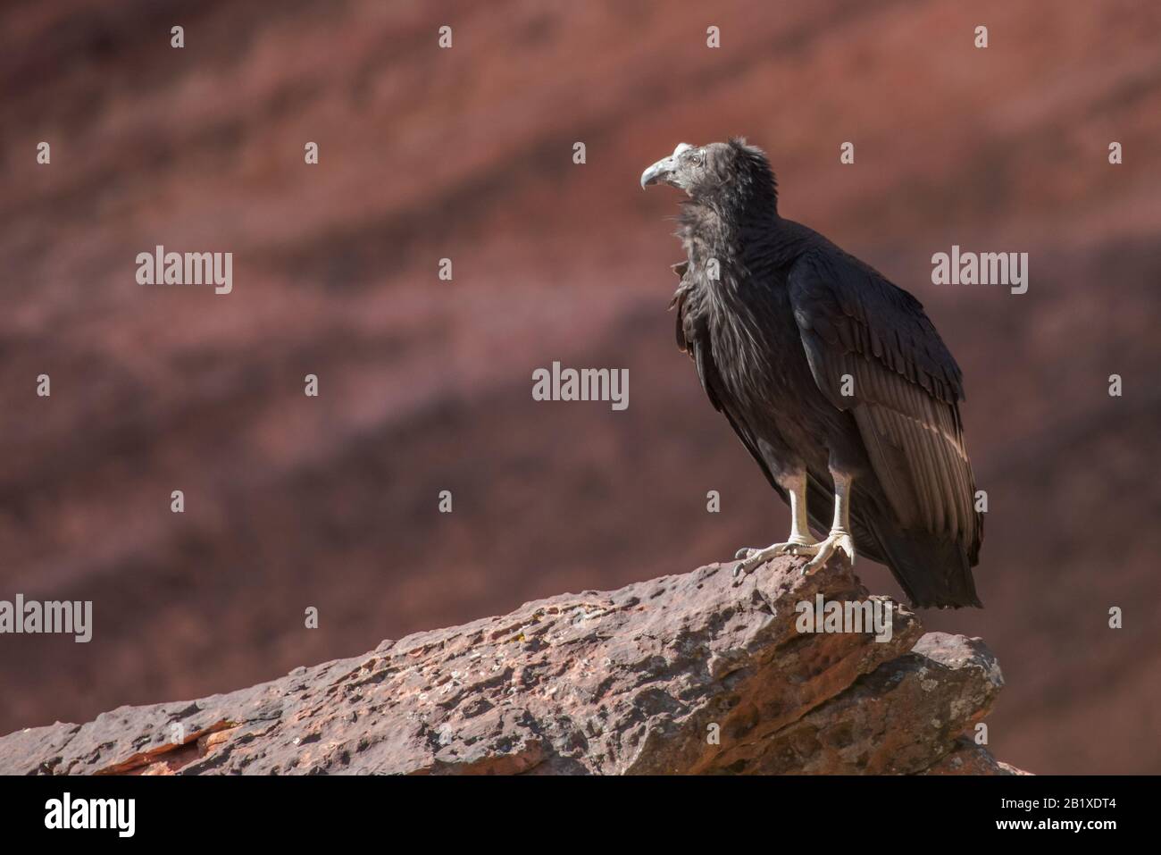 Vulture chick hi-res stock photography and images - Alamy