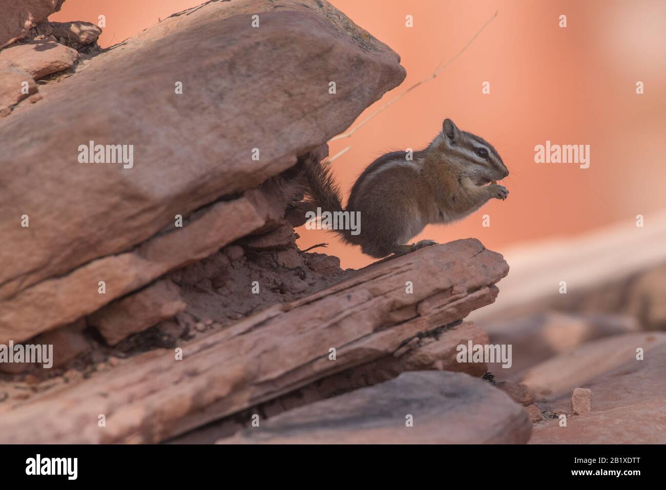 Uinta chipmunk utah hi-res stock photography and images - Alamy
