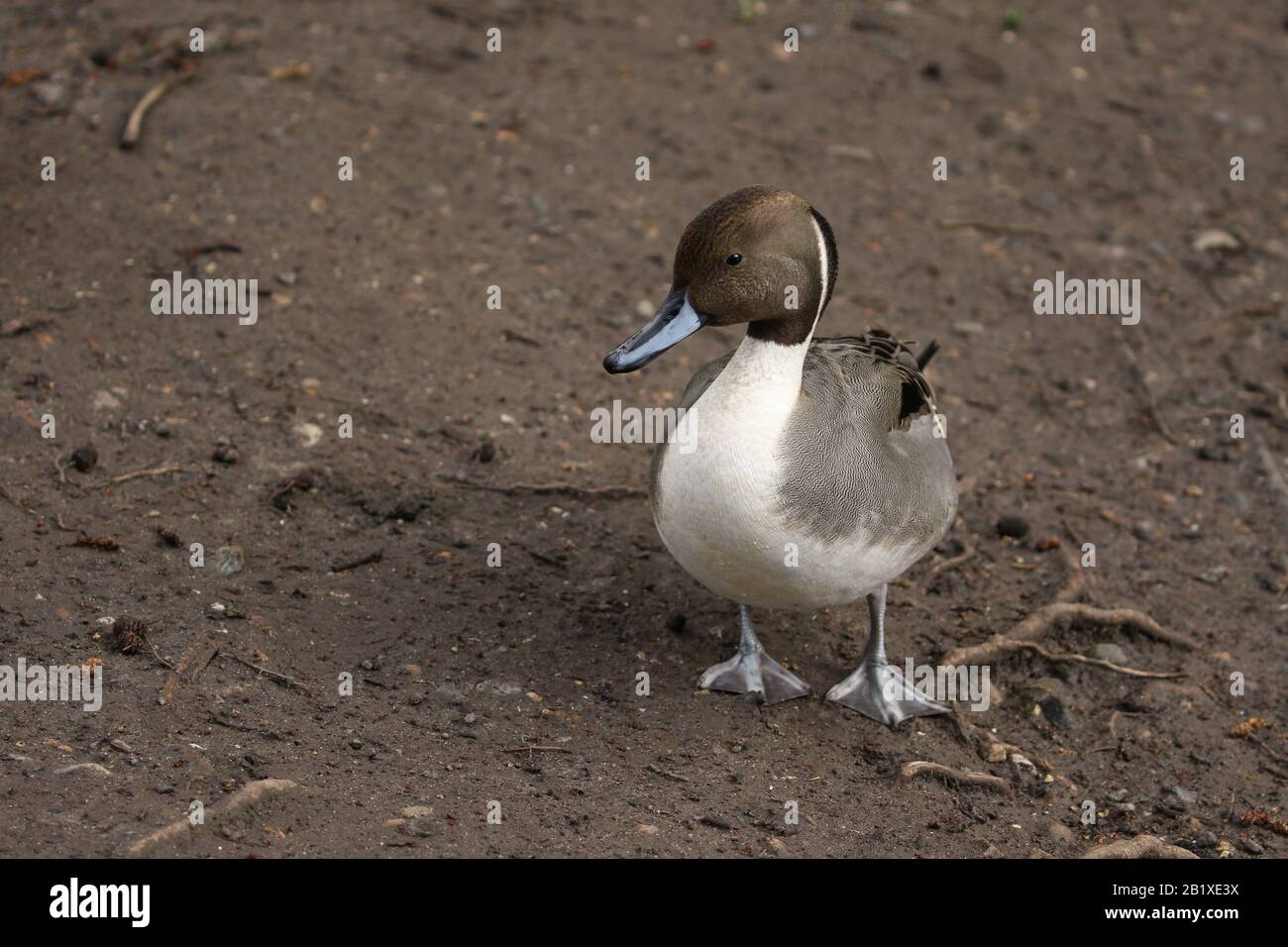 What Do You Call A Male Pintail Duck at Marilyn Sylvester blog
