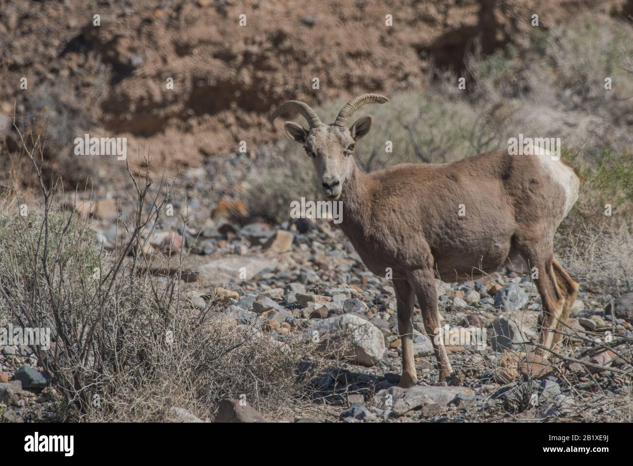 A desert bighorn sheep (Ovis canadensis nelsoni), the largest native ...