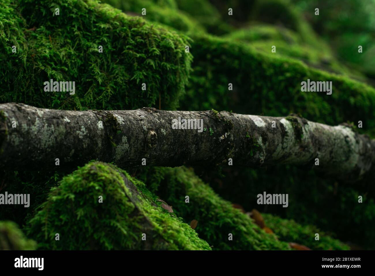 Beautiful green mossy trunk hi-res stock photography and images - Alamy