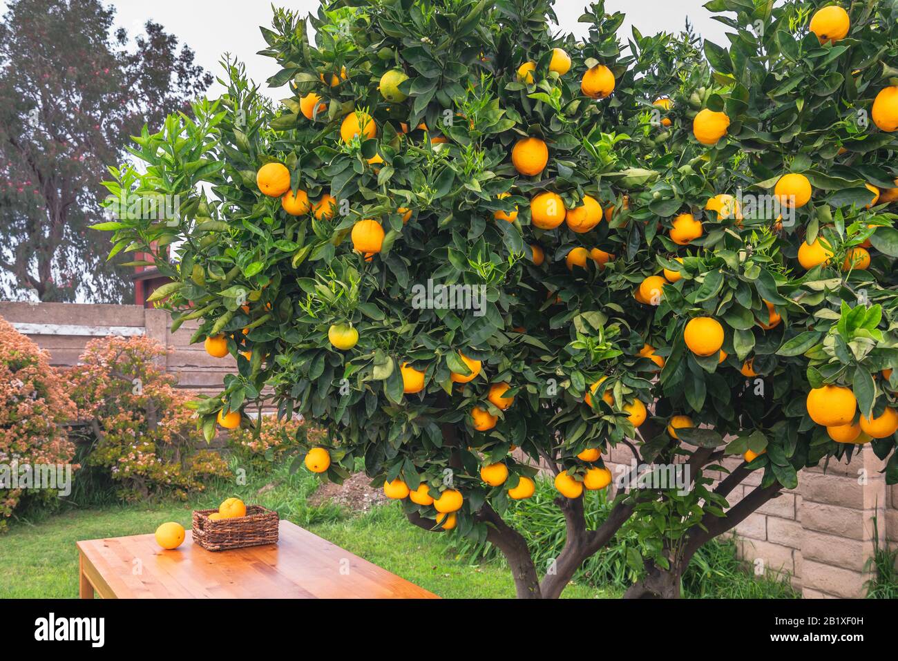 Orange tree in the garden bearing full grown fruits Stock Photo - Alamy