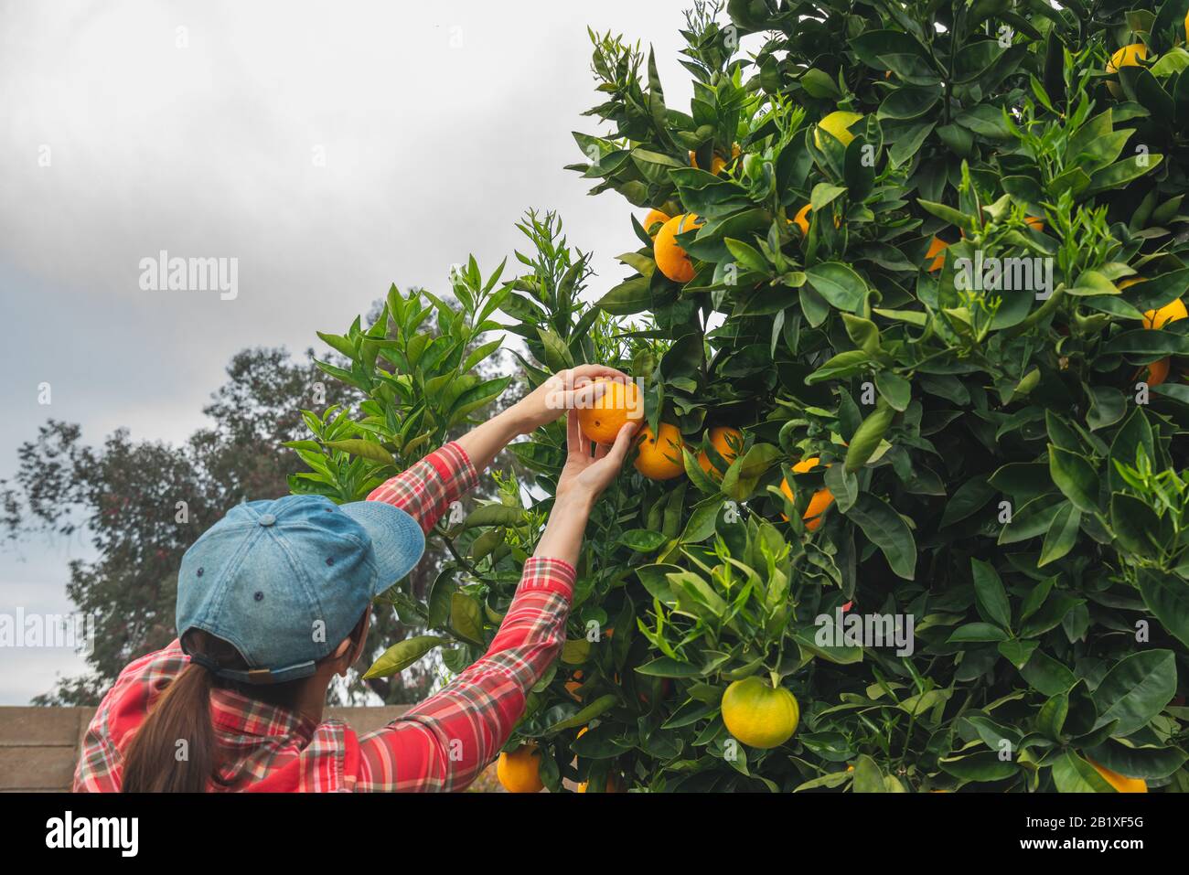 Woman picking oranges from orange tree in the garden. Gardening ...