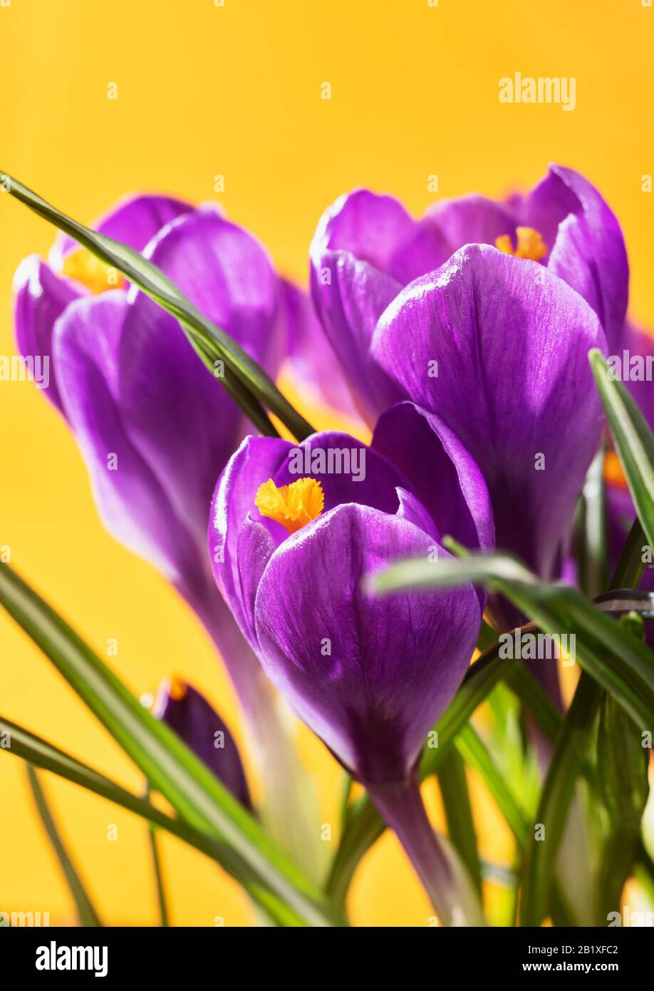 Beautiful Purple Flowers Of Crocus On Orange Background Long White