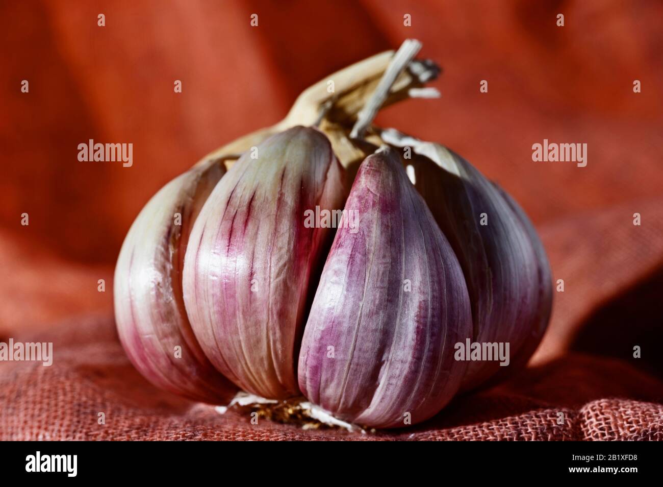 Beautiful garlic hi-res stock photography and images - Alamy