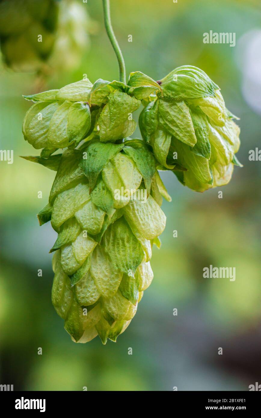 Hop cone hi-res stock photography and images - Alamy
