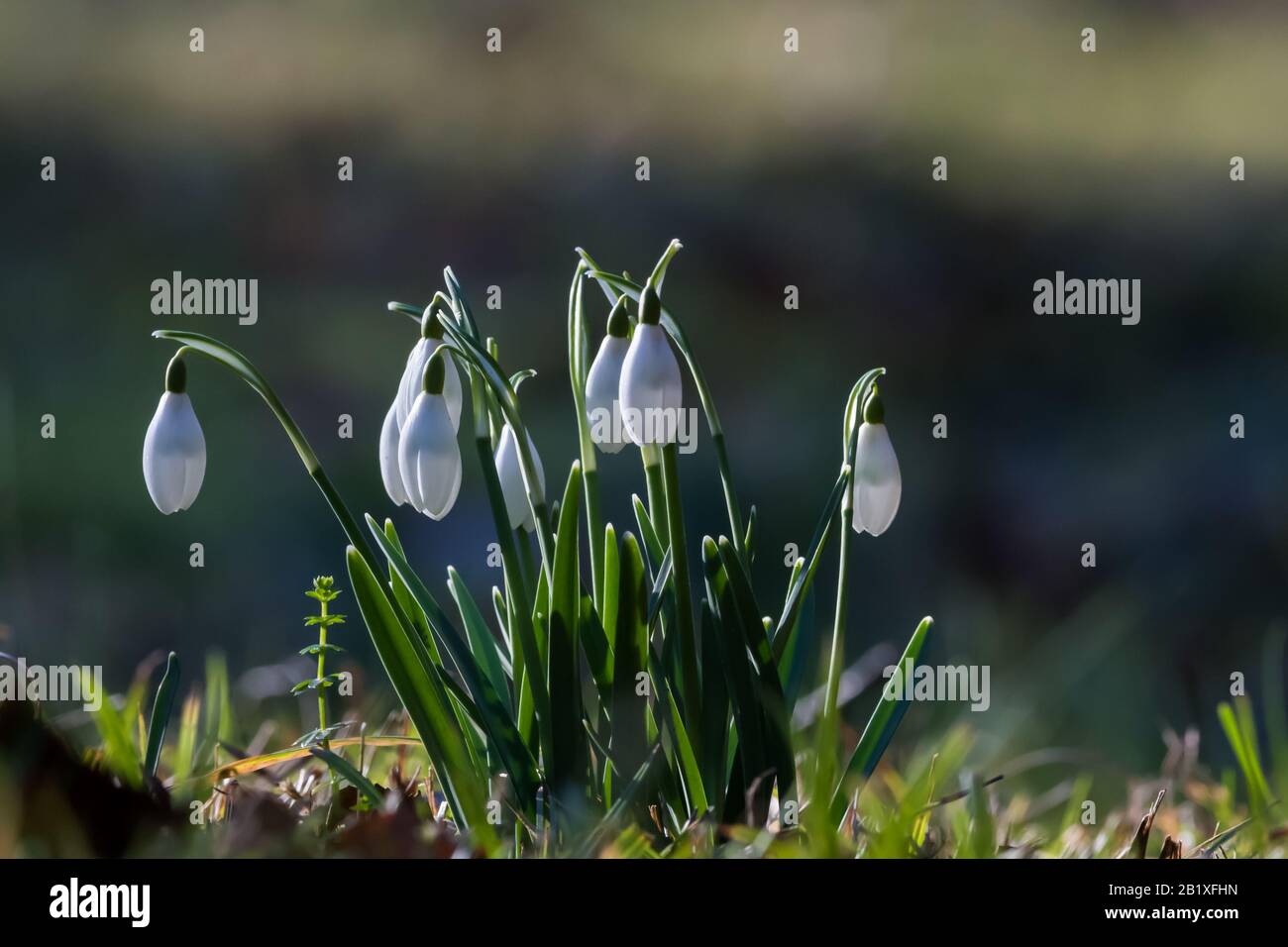 Snowdrops, the first springtime sign Stock Photo - Alamy