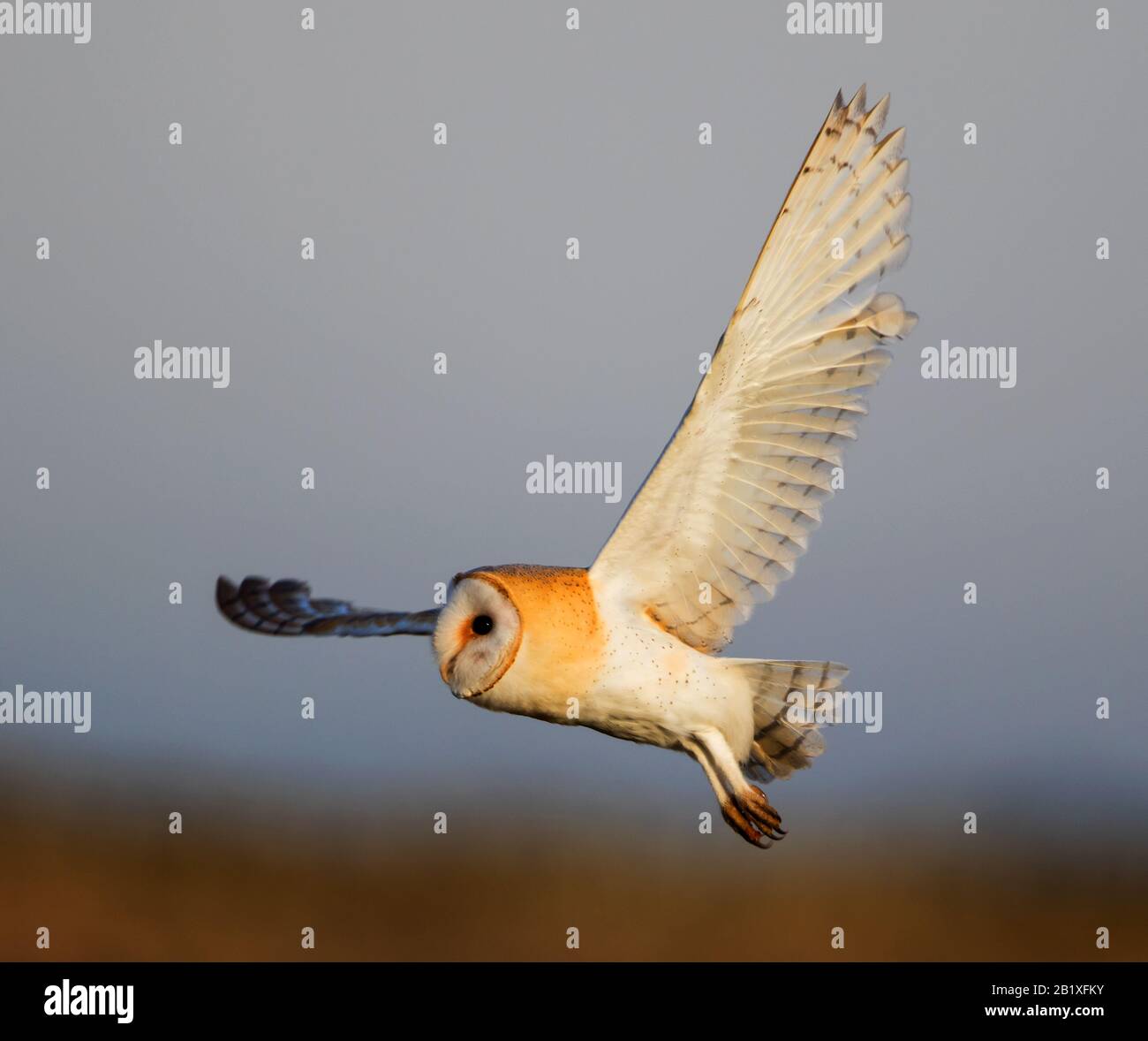 Barn Owl hunting over the Cotswold Hills grassland Stock Photo - Alamy