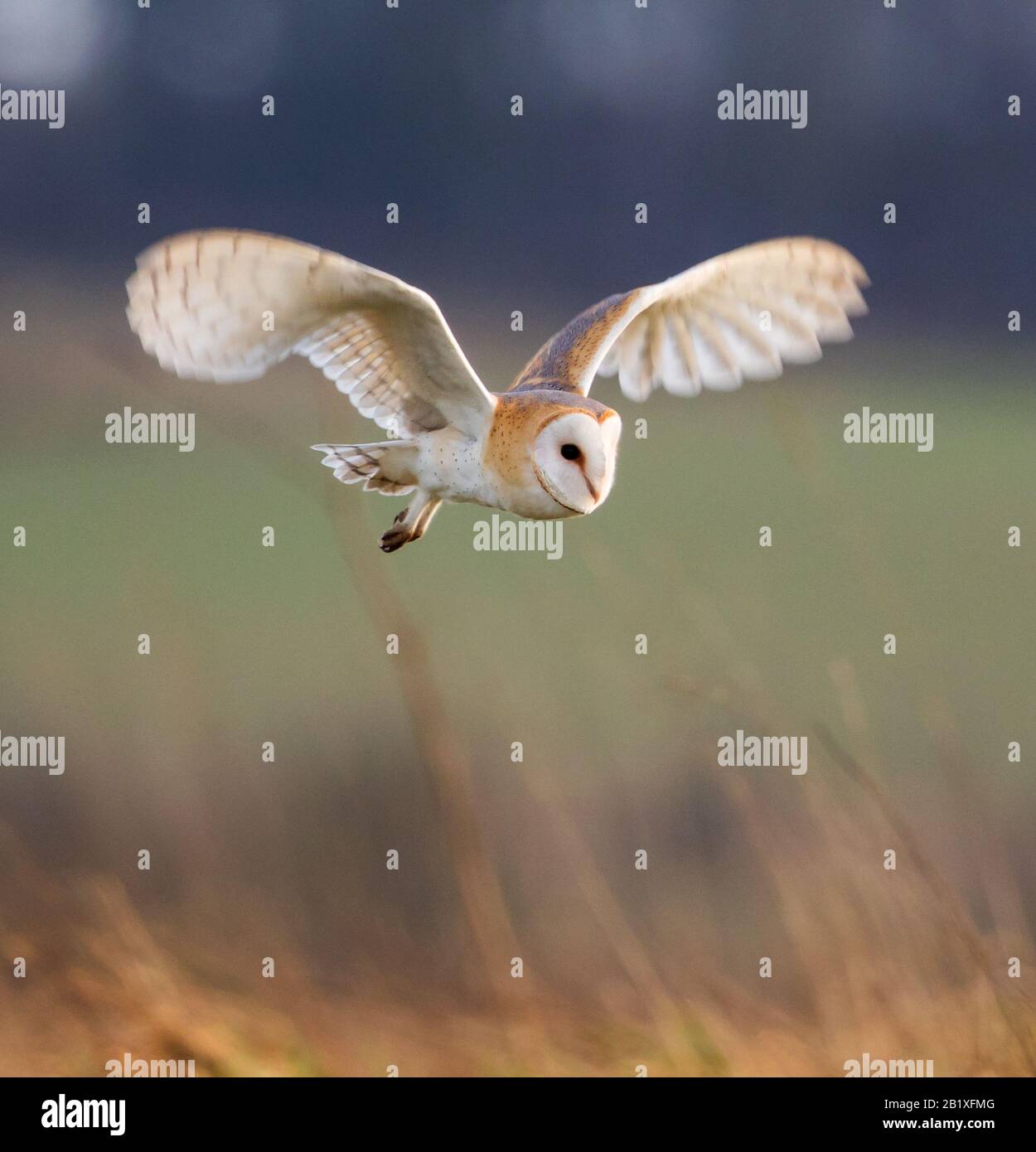 Barn Owl hunting over the Cotswold Hills grassland Stock Photo - Alamy