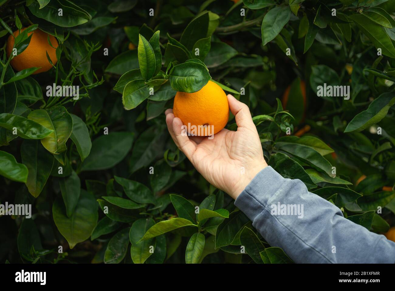Orange fruit in a mans hand, close up in a garden Stock Photo - Alamy