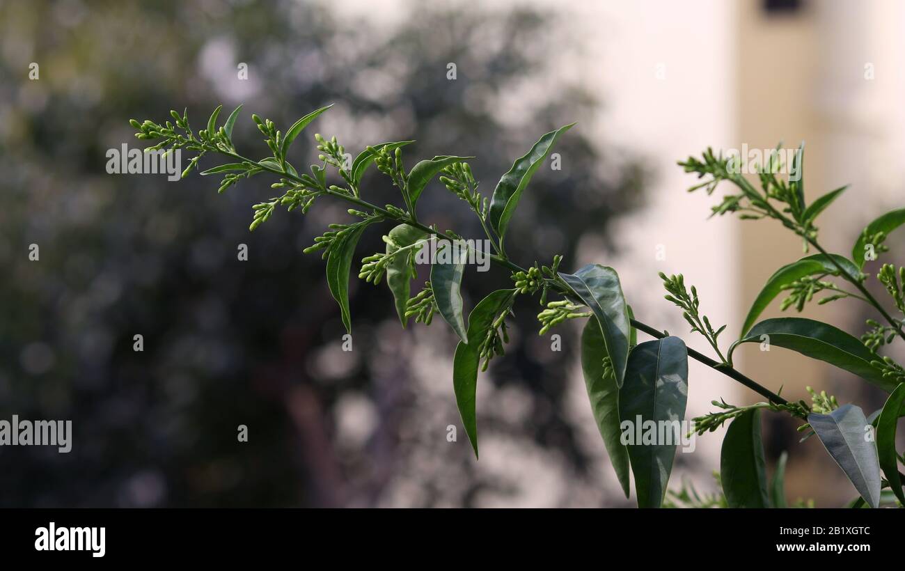 Citrum hi-res stock photography and images - Alamy