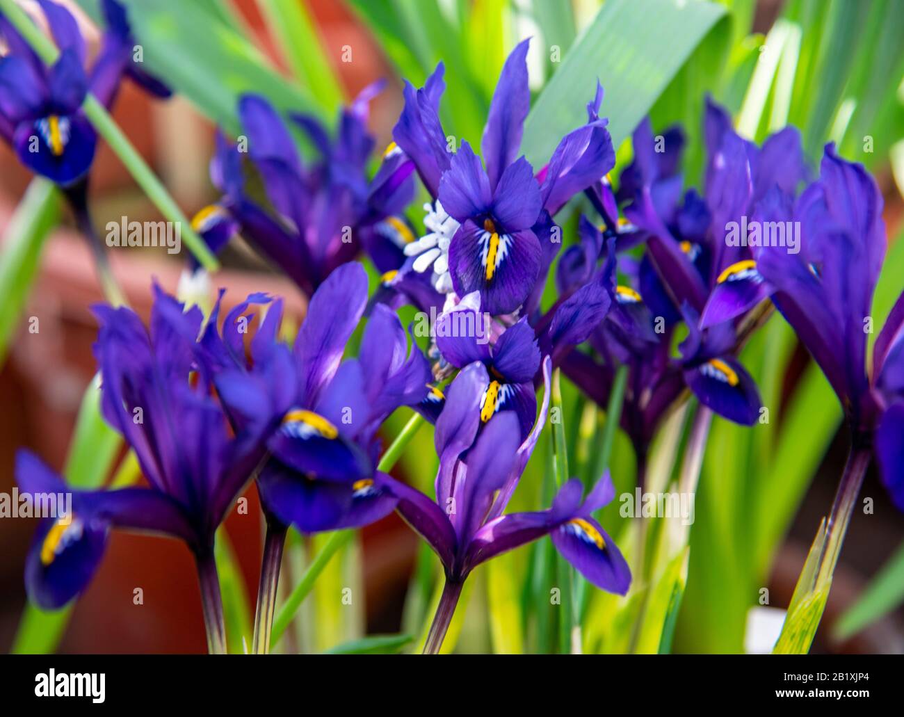 Bright spring blue irises on a background of green foliage. Floral ...