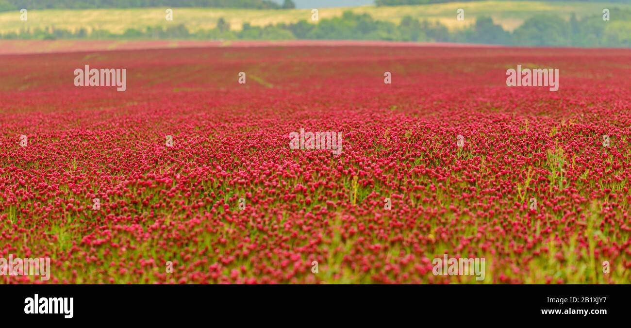 whole field of red clover, ulice Stock Photo - Alamy