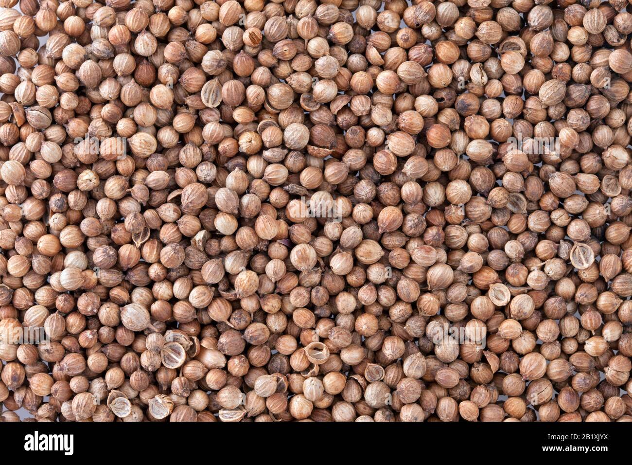 Coriander Seeds (Coriandrum sativum) texture background. Also called ...