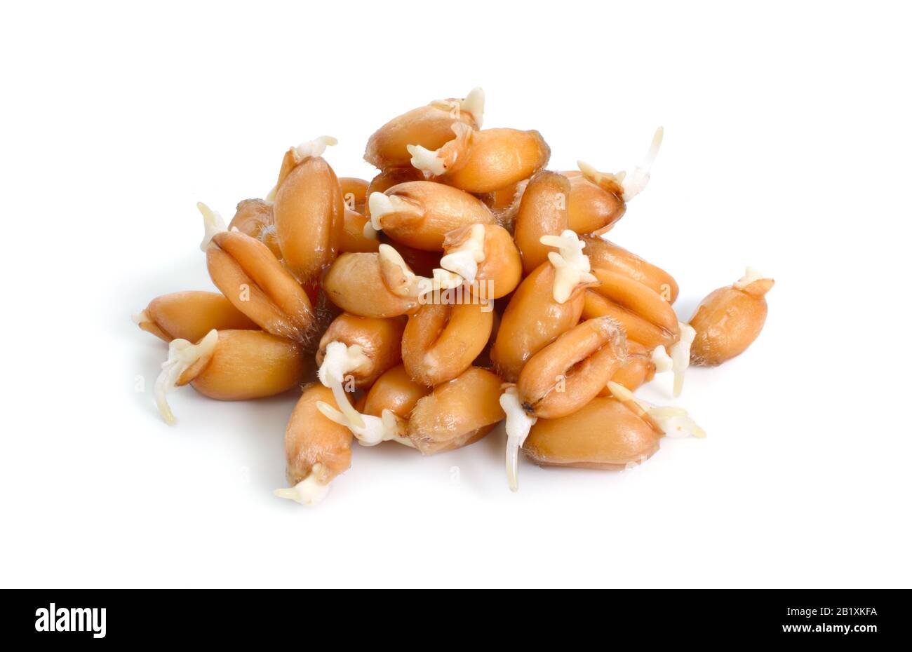 Sprouted Wheat isolated on white background. Full dept of field Stock ...